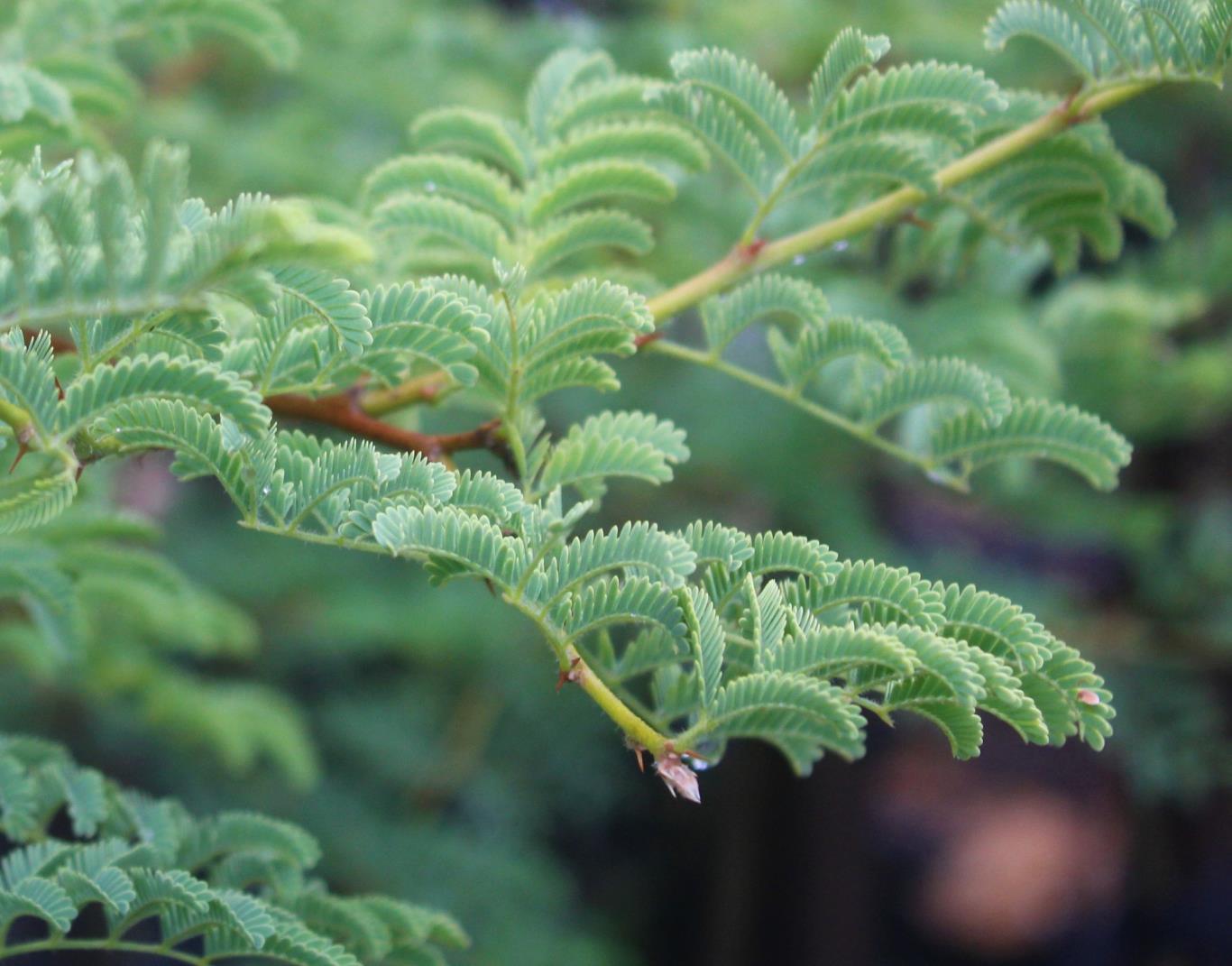 Indigenous Plant Nursery - Muldersdrift - Guest House Accommodation