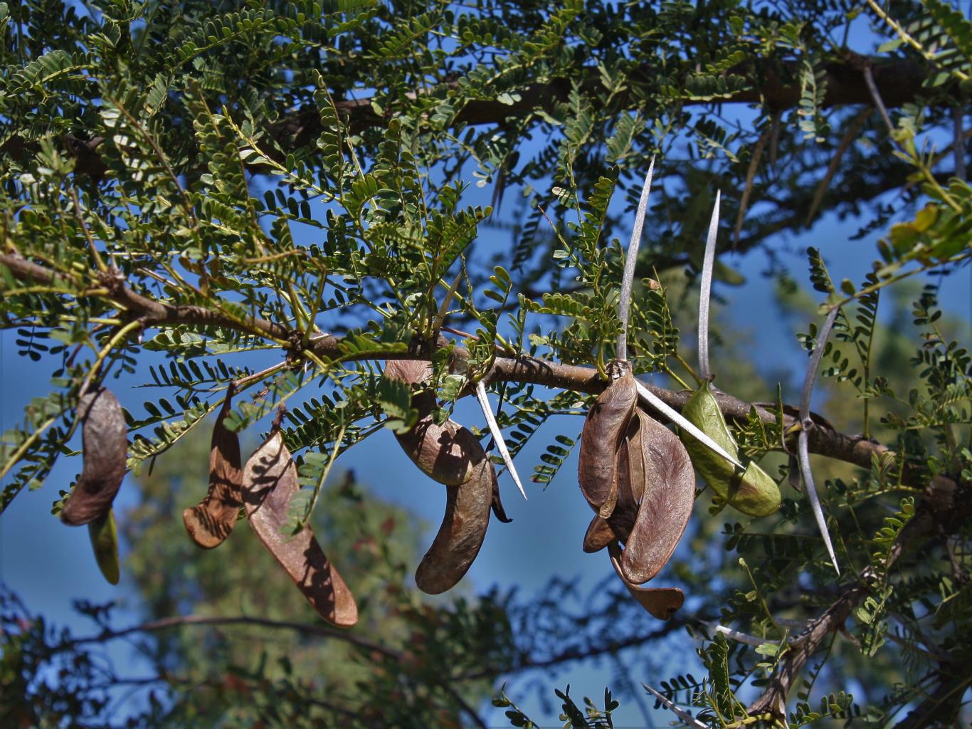 Indigenous Plant Nursery - Muldersdrift - Guest House Accommodation
