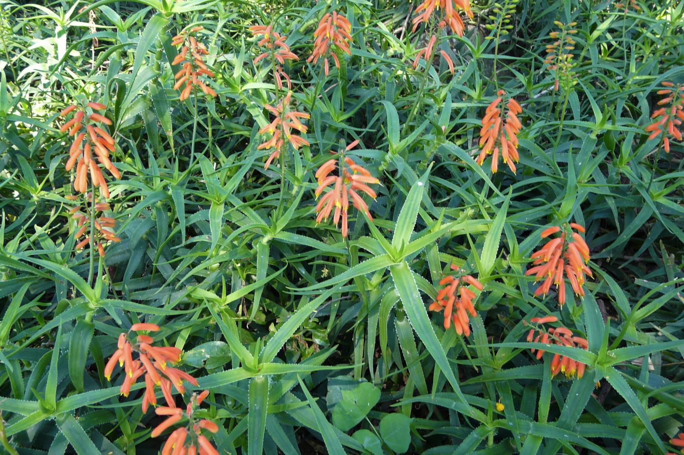 Indigenous Plant Nursery - Muldersdrift - Guest House Accommodation