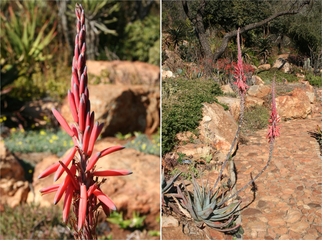 Indigenous Plant Nursery - Muldersdrift - Guest House Accommodation