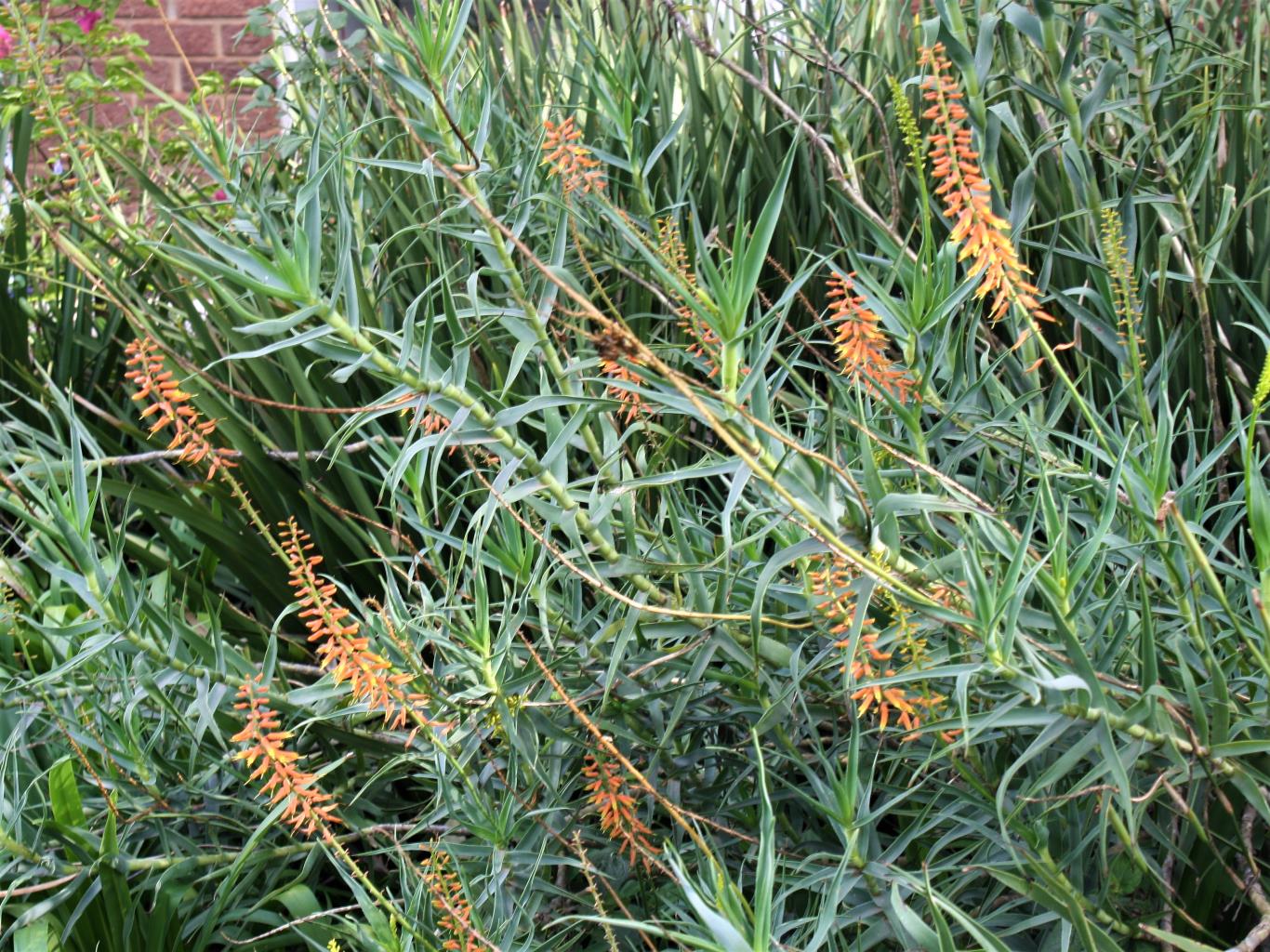 Indigenous Plant Nursery - Muldersdrift - Guest House Accommodation