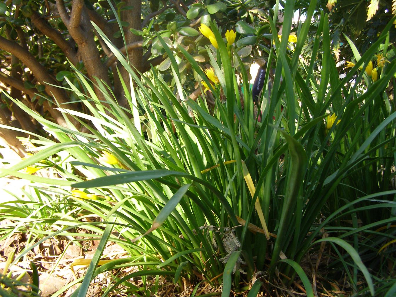 Indigenous Plant Nursery - Muldersdrift - Guest House Accommodation