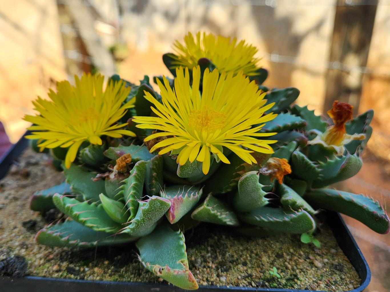 Indigenous Plant Nursery - Muldersdrift - Guest House Accommodation