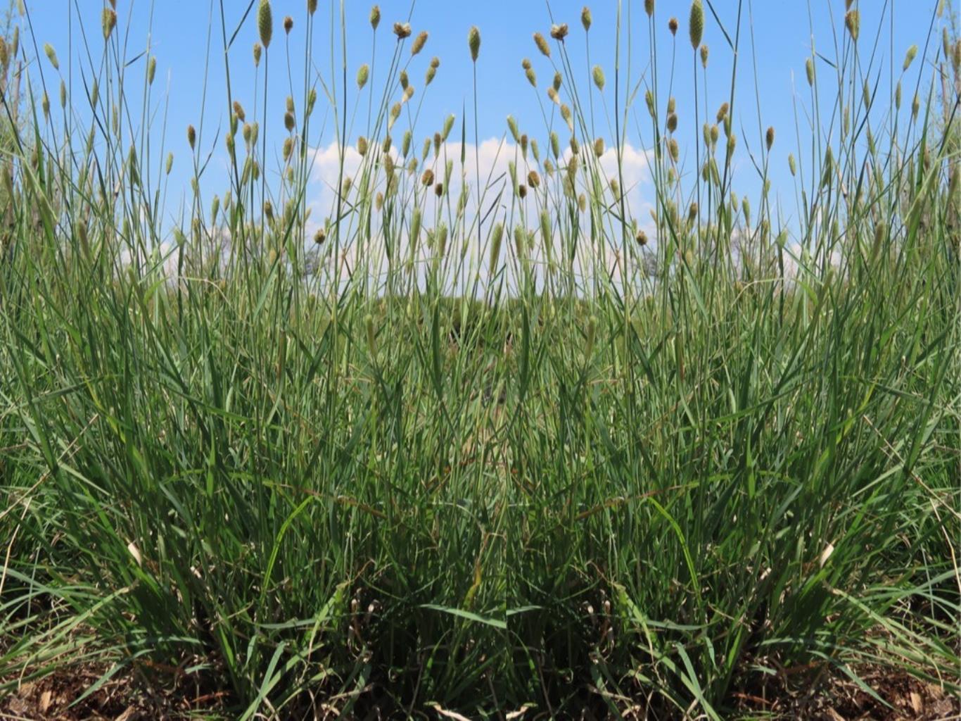 Indigenous Plant Nursery - Muldersdrift - Guest House Accommodation