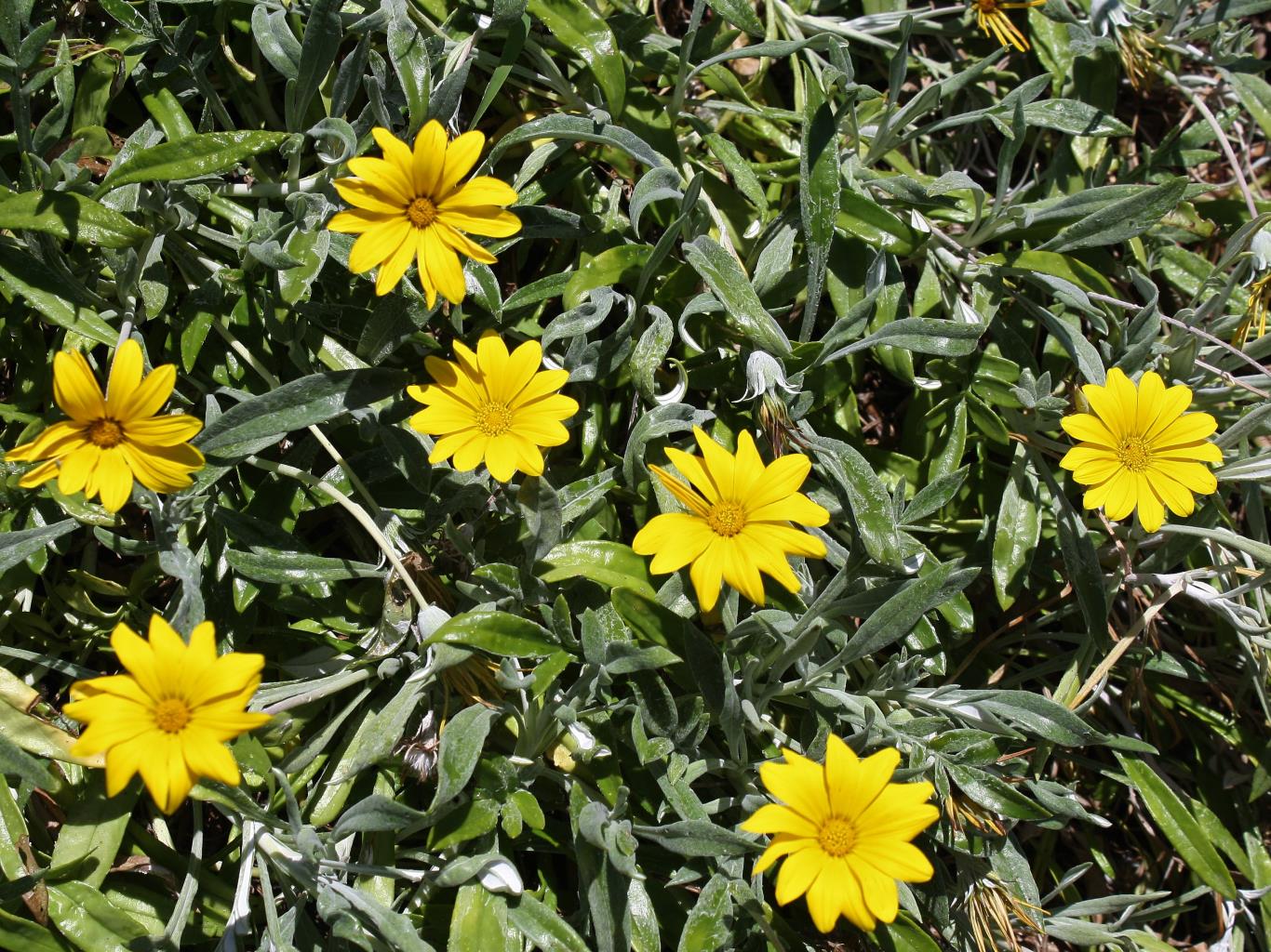 Indigenous Plant Nursery - Muldersdrift - Guest House Accommodation