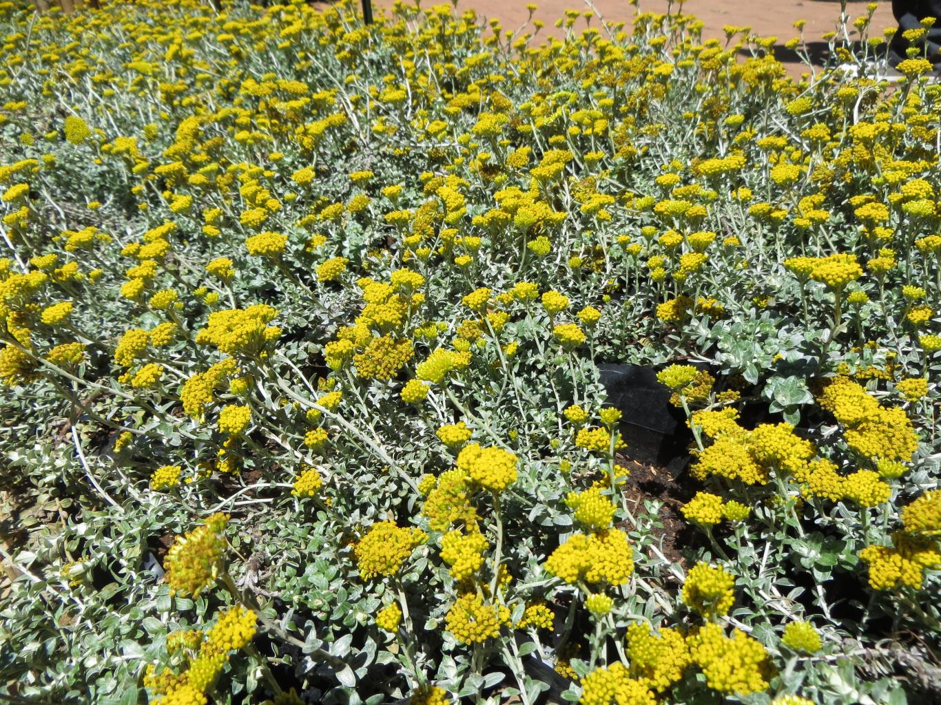 Indigenous Plant Nursery - Muldersdrift - Guest House Accommodation