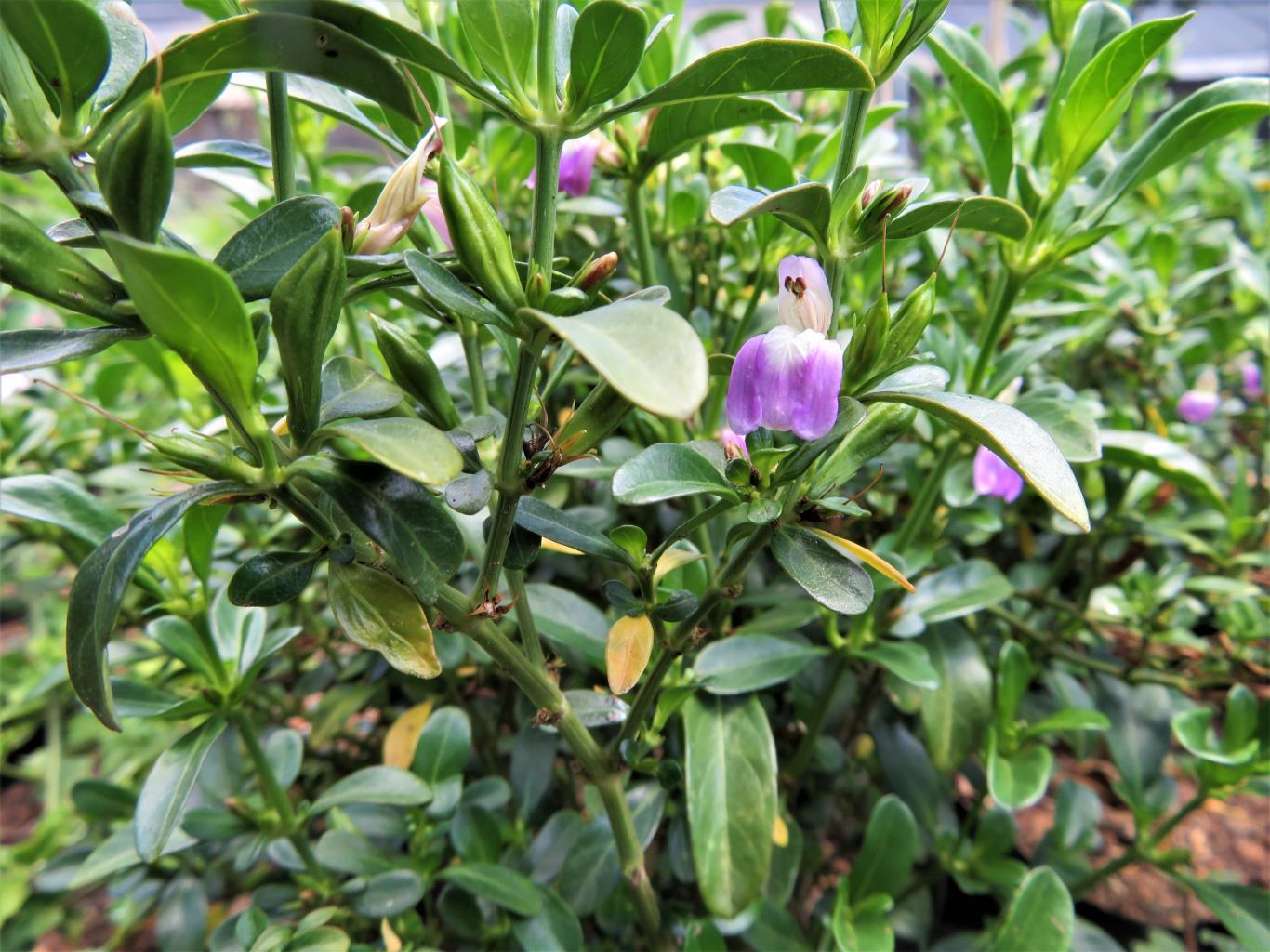 Indigenous Plant Nursery - Muldersdrift - Guest House Accommodation