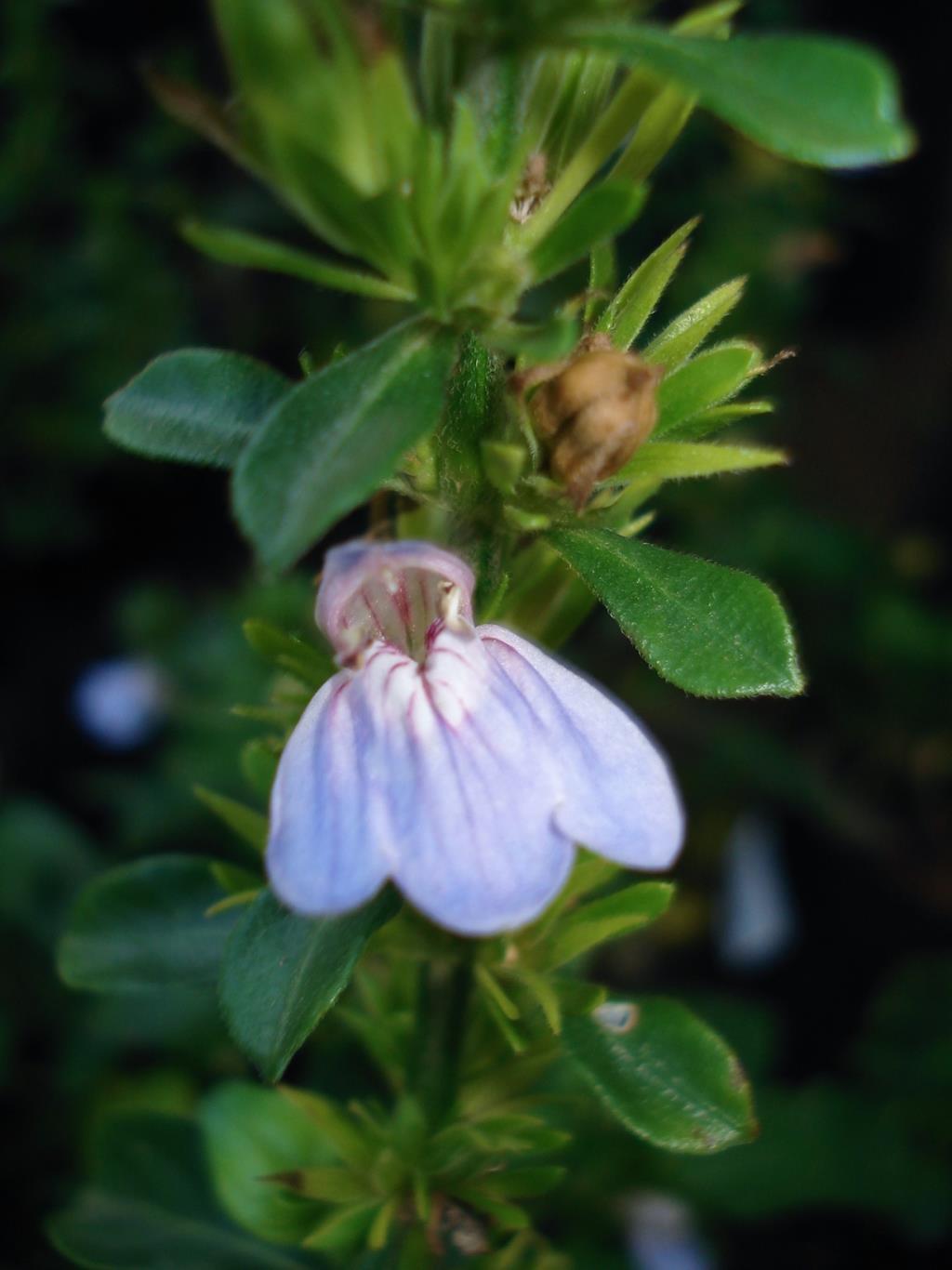 Indigenous Plant Nursery - Muldersdrift - Guest House Accommodation