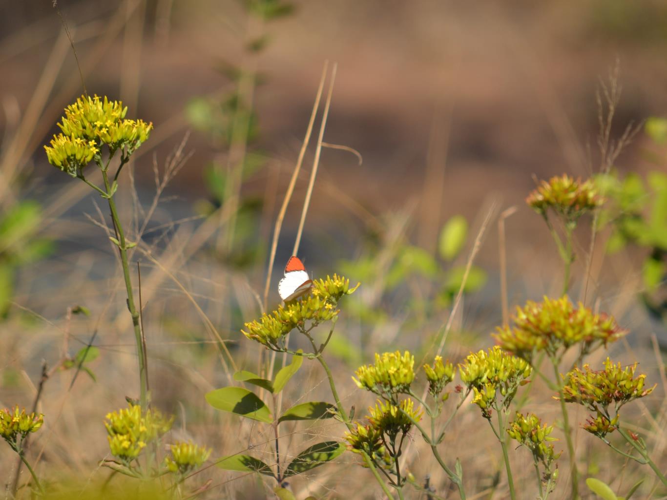 Indigenous Plant Nursery - Muldersdrift - Guest House Accommodation