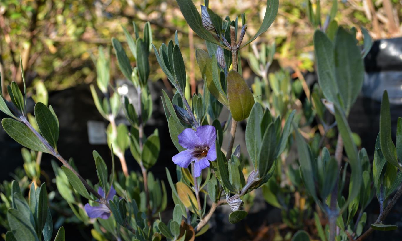 Indigenous Plant Nursery - Muldersdrift - Guest House Accommodation