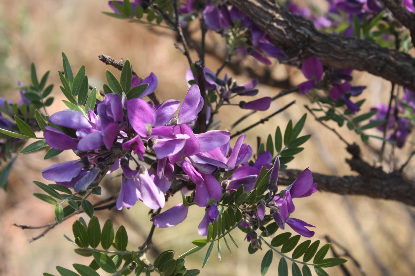 Indigenous Plant Nursery - Muldersdrift - Guest House Accommodation